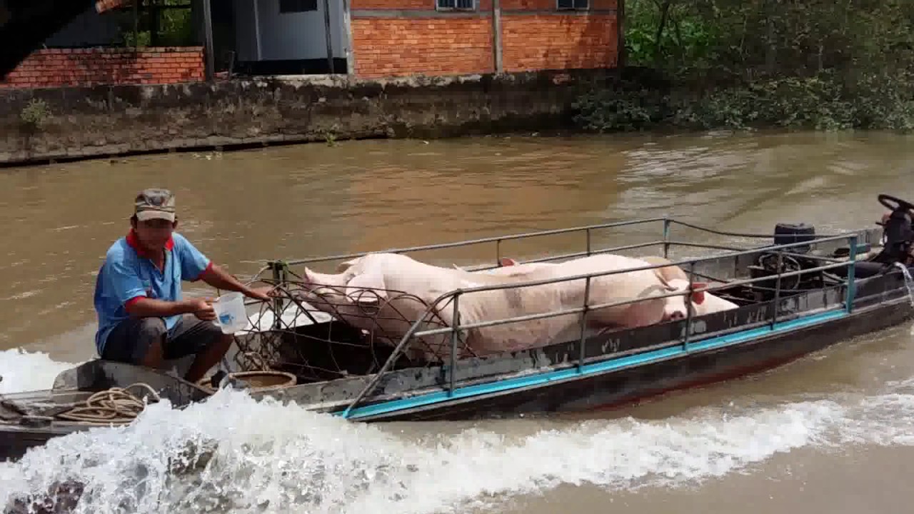 How are pig and ox transported in Vietnam? - YouTube