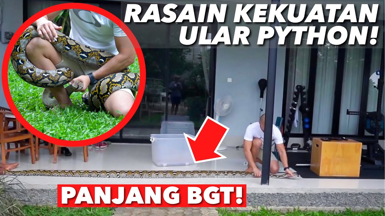 ULAR PYTHON KEKUATANNYA LUAR BIASA! 😱 - YouTube