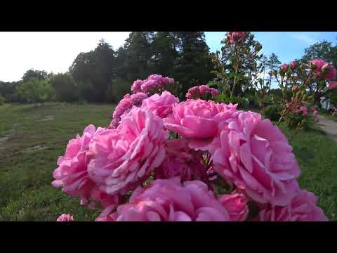 Summer Roses of Keisei Rose Garden 2022. #rose