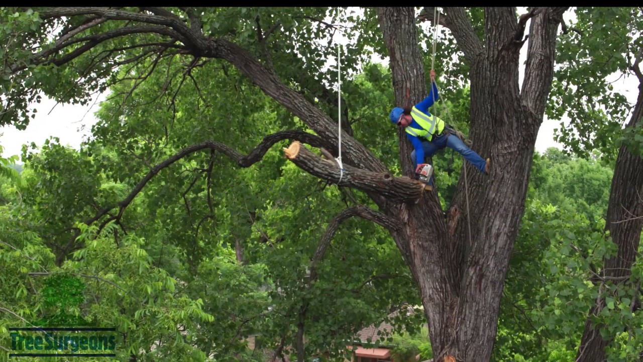 Texas Tree Surgeons: No Problem - YouTube
