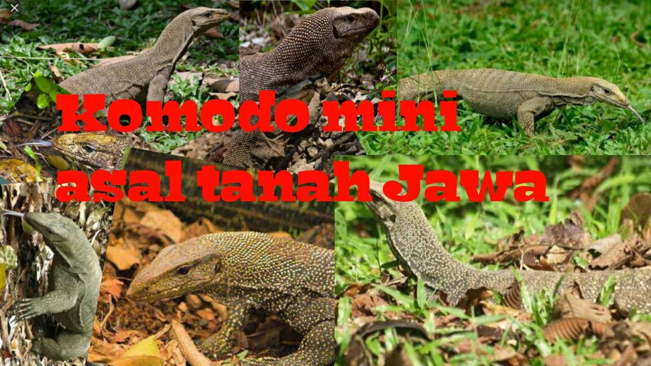#varanus #biawak BIAWAK KELABU || KOMODO DENGAN TUBUH MINI - YouTube