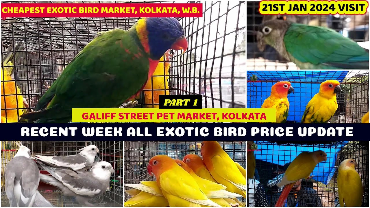Recent Week All Exotic Bird Price| Galiff Street Cheapest Exotic Bird ...