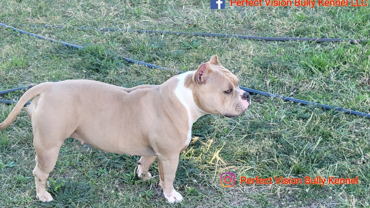 More Champion American Bully Puppies Are Headed To PVBK - YouTube