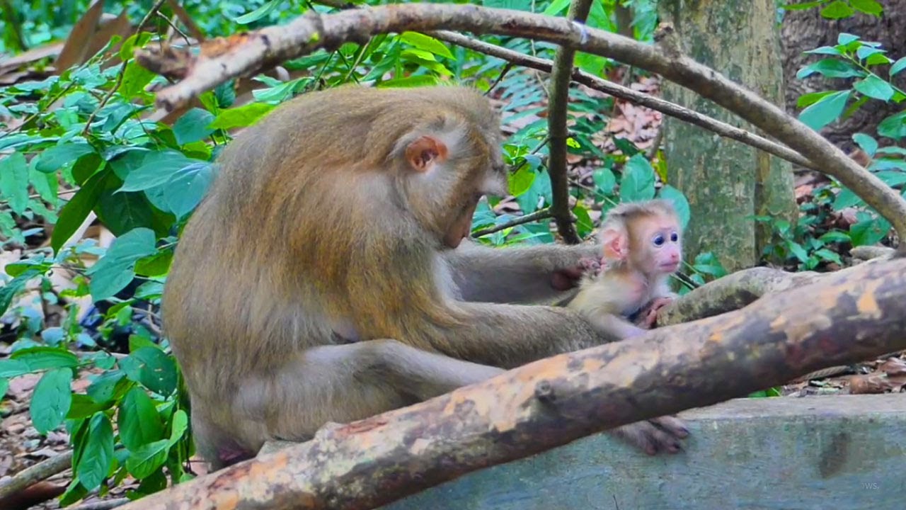 Very good monkey Rose is taking care and playing with her beloved baby ...