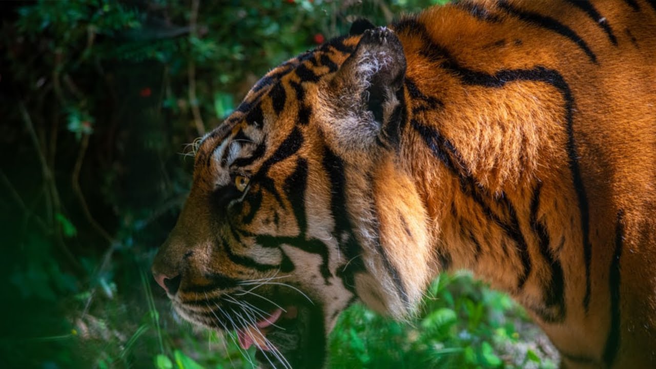 COMPILATION DE RUGISSEMENT DE TIGRE - YouTube