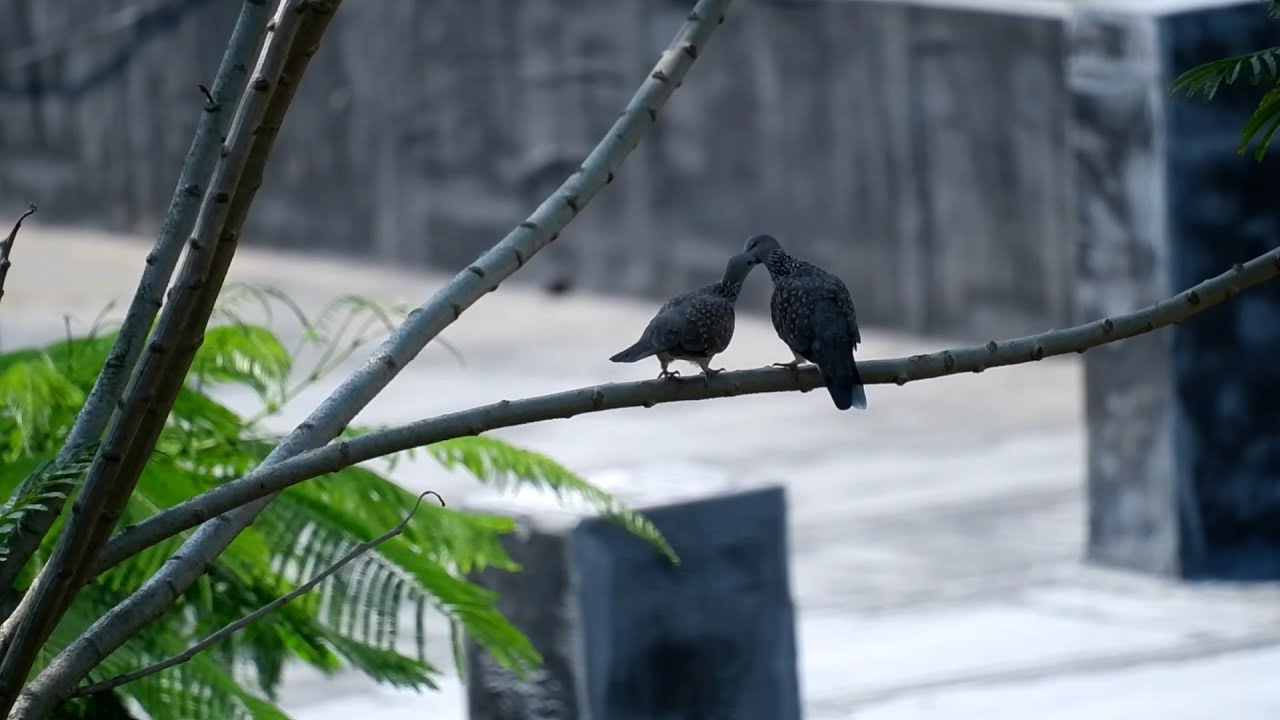 Slow motion bird's video, captured from indoor. Doves / कपोतक / ঘুঘু ...