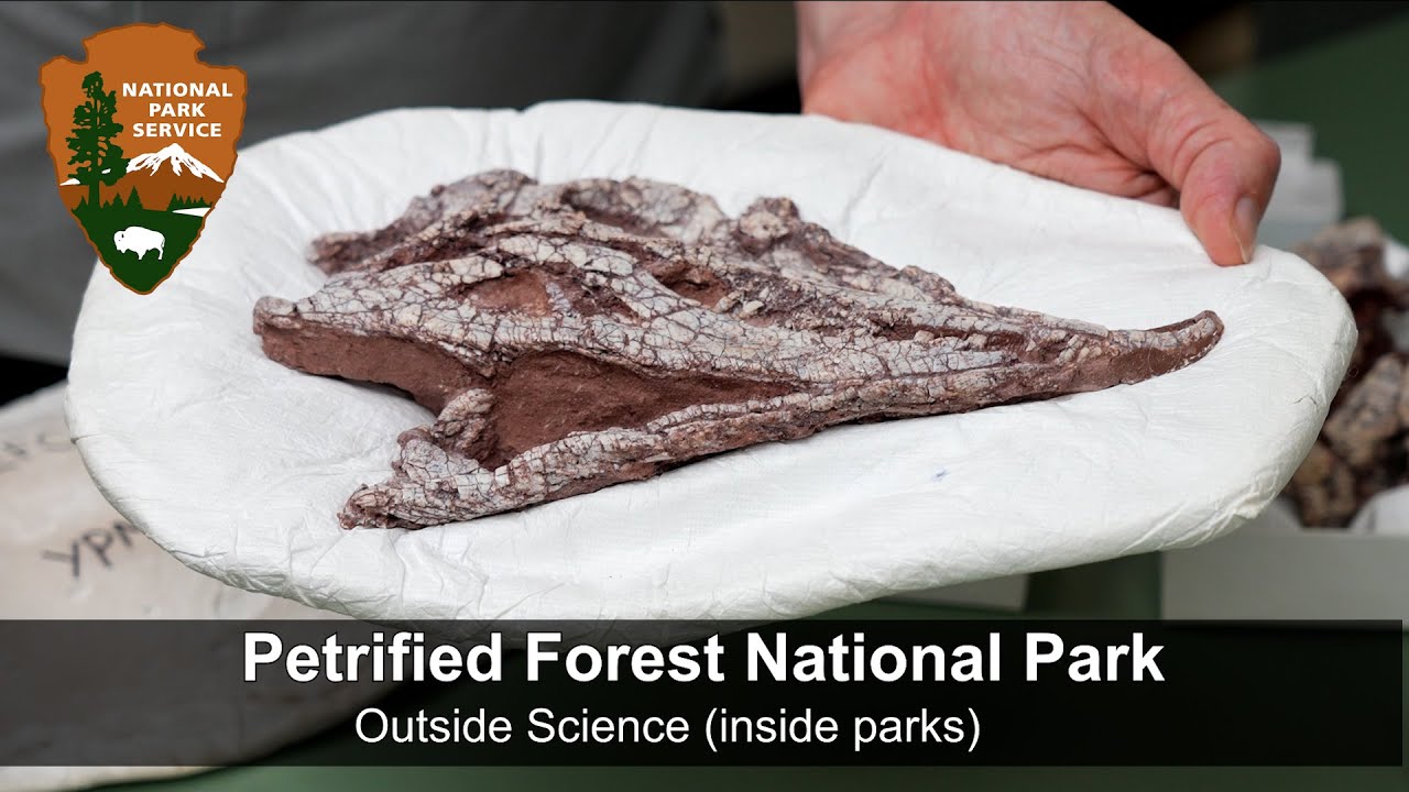 Outside Science (inside parks): Digging for fossils at Petrified Forest ...