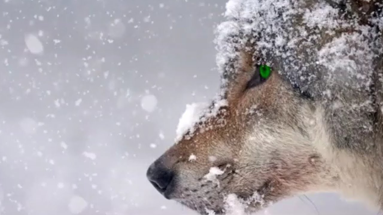 Haunting Wolves Howling Nature Scenes - 8 Relaxing Hours Sleep, Study ...