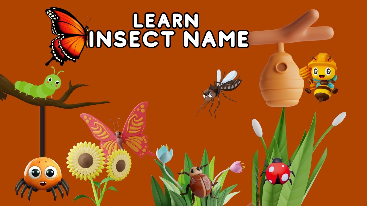 Learn Insect Name | Insects for kids |Insects | Insects name in English ...