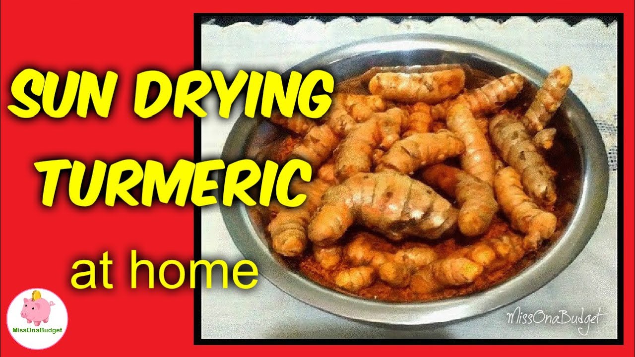 Sun Drying Fresh TURMERIC ️ MissOnaBudget - YouTube