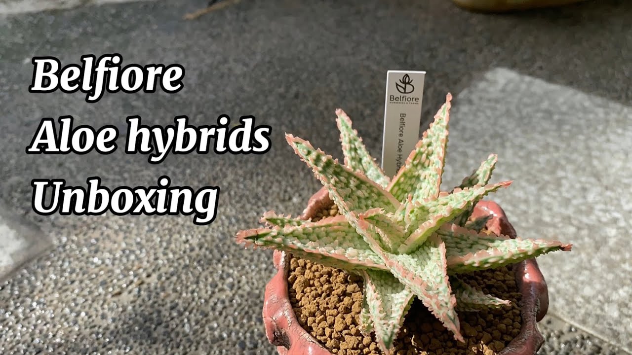 Belfiore Aloe hybrids unboxing - YouTube