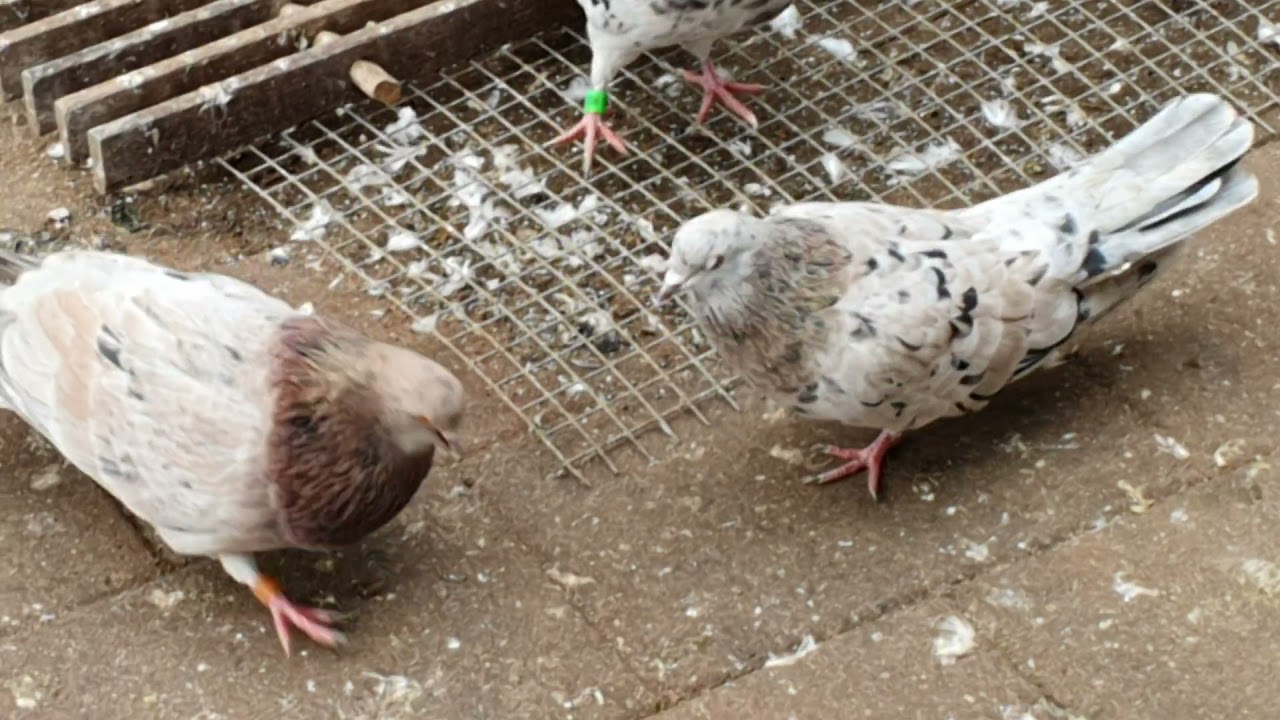 kaftar irani # persishe hochflieger # iranian pigeons # perzishe ...