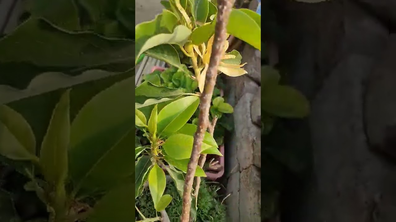 Sampangi plant with flower - YouTube