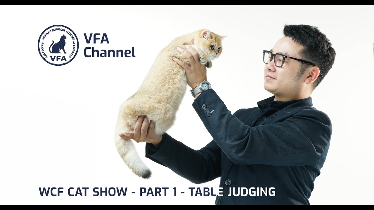 WCF CAT SHOW - PART 1 - TABLE JUDGING (PHẦN THI CHẤM ĐIỂM TẠI BÀN ...