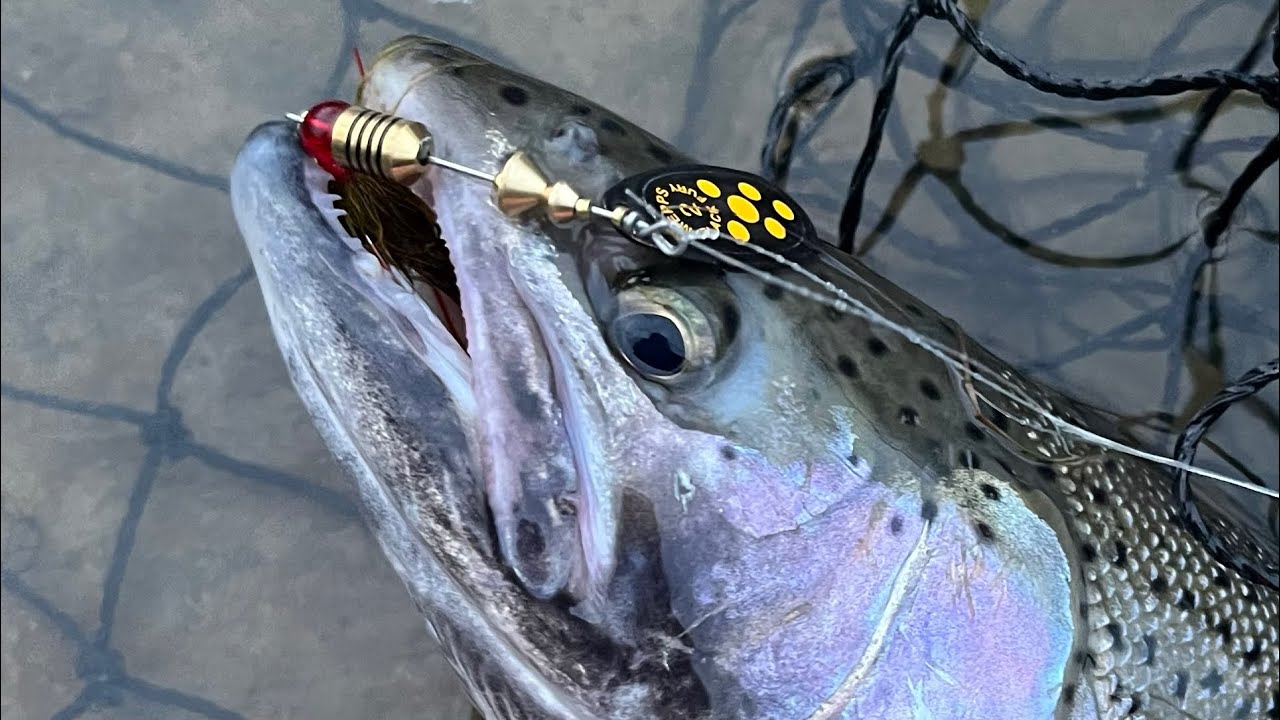 Wisconsin STEELHEAD RUN 2025 - YouTube