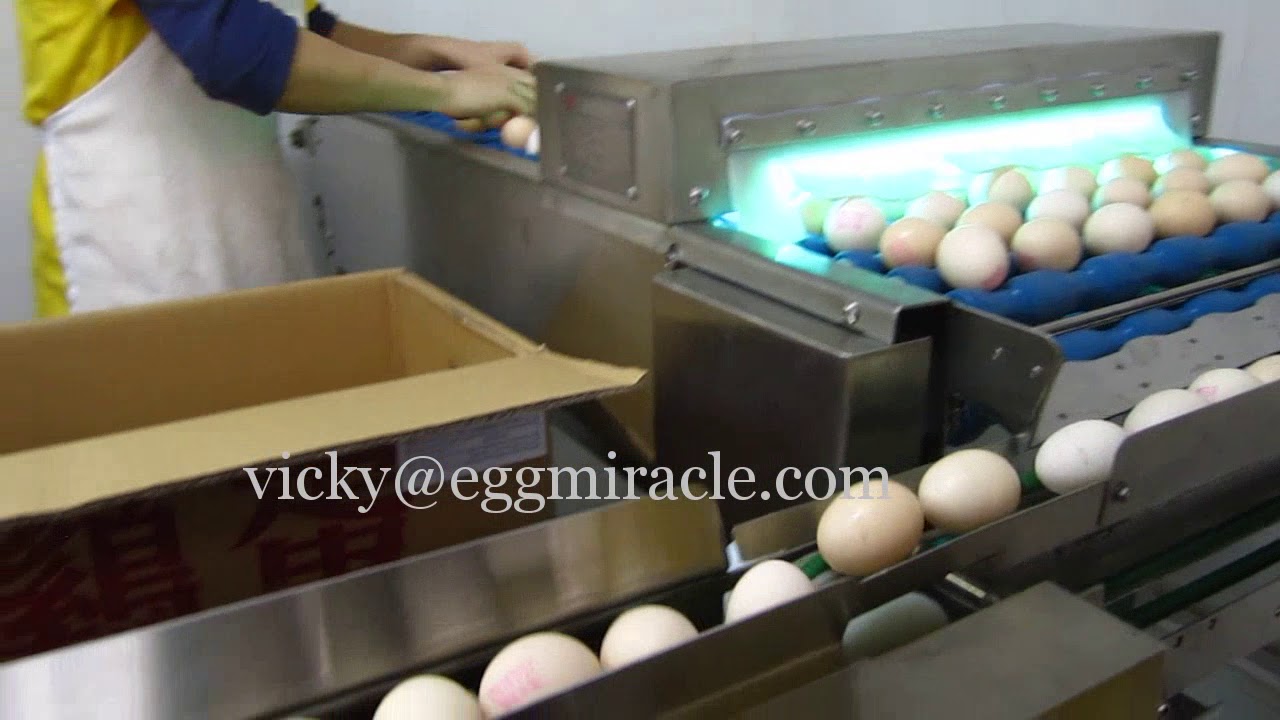 Egg separating machine with ultraviolet sterilization - YouTube
