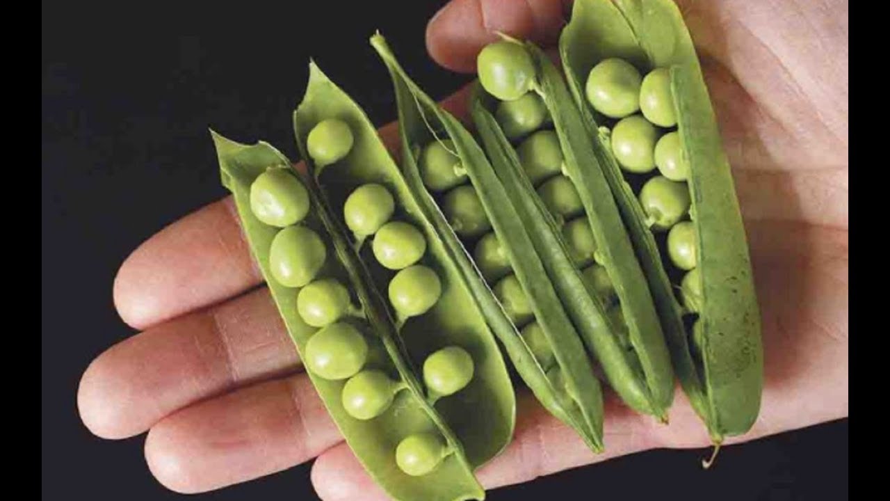 The importance of primary trees in the cultivation of pulses - YouTube