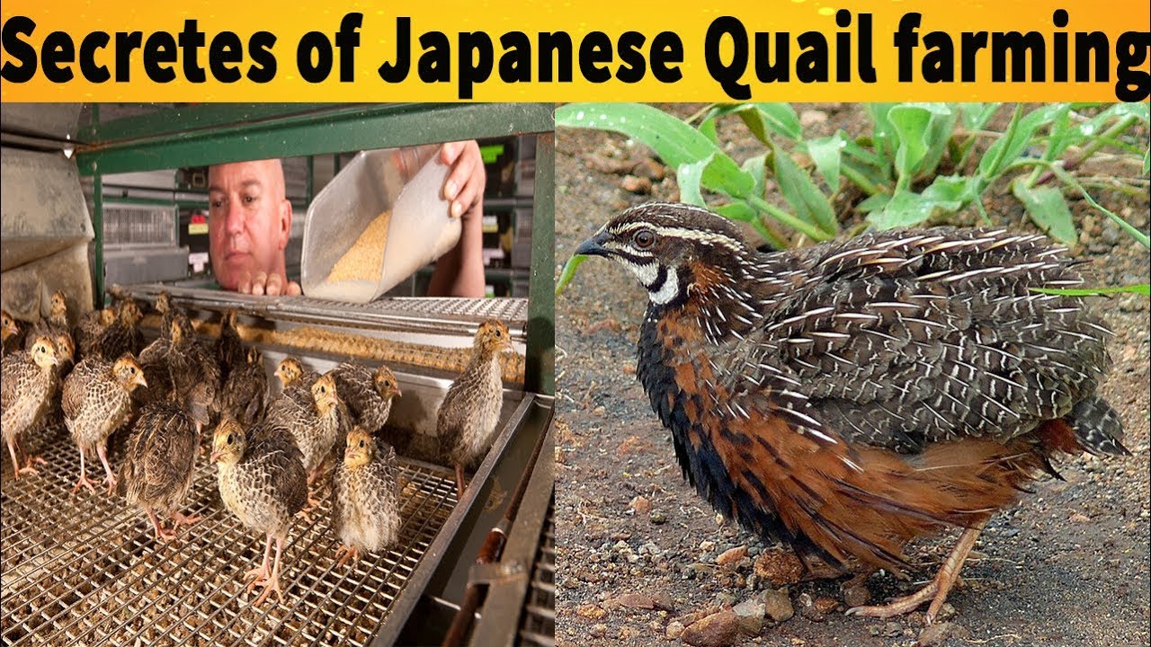 காடை பற்றிய நீங்கள் அறியாத ஐந்து சுவாரசியமான தகவல்கள் | secretes of ...