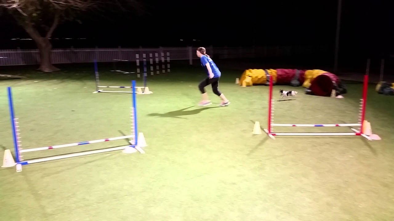 Agility Jumpers Course Practice - YouTube