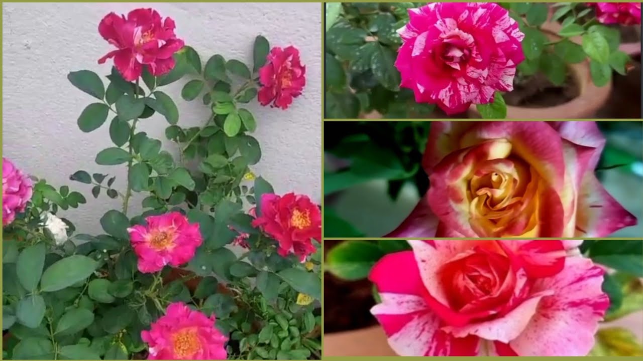 241 - Striped roses of my terrace, Red intitution, Marvelle, Shrub rose ...