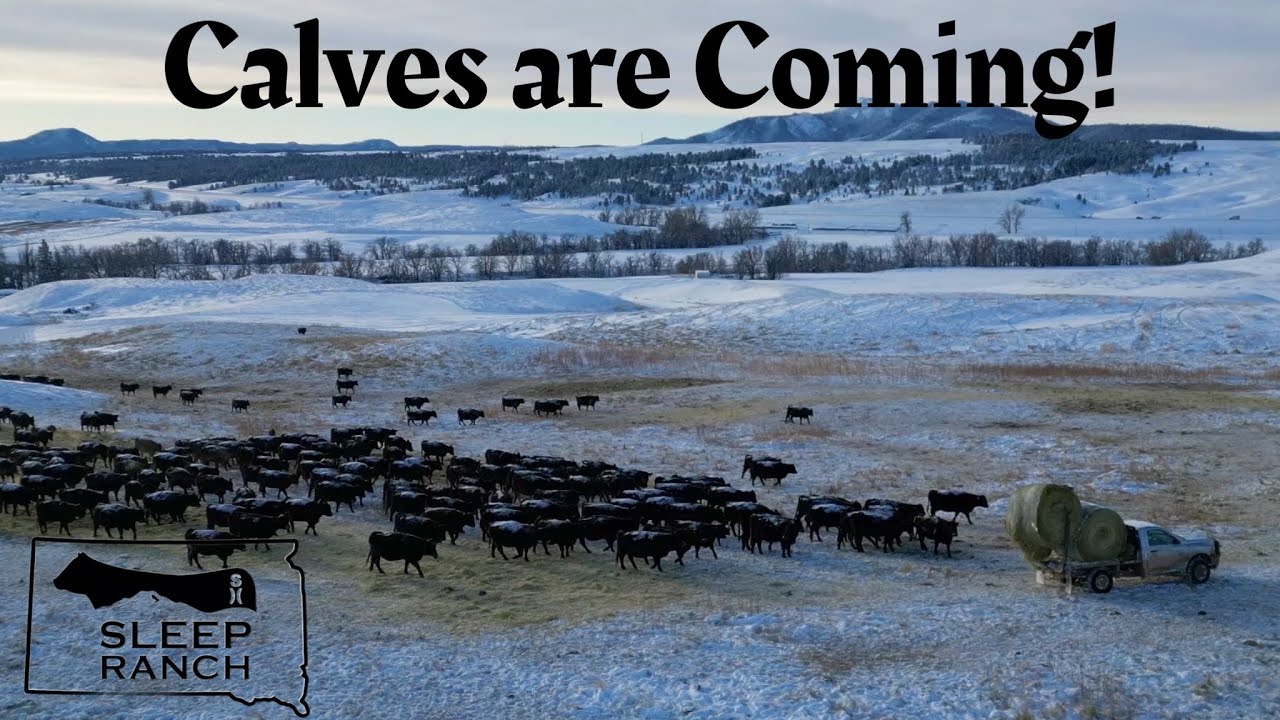Calving Season Begins with a Winter Storm! - YouTube