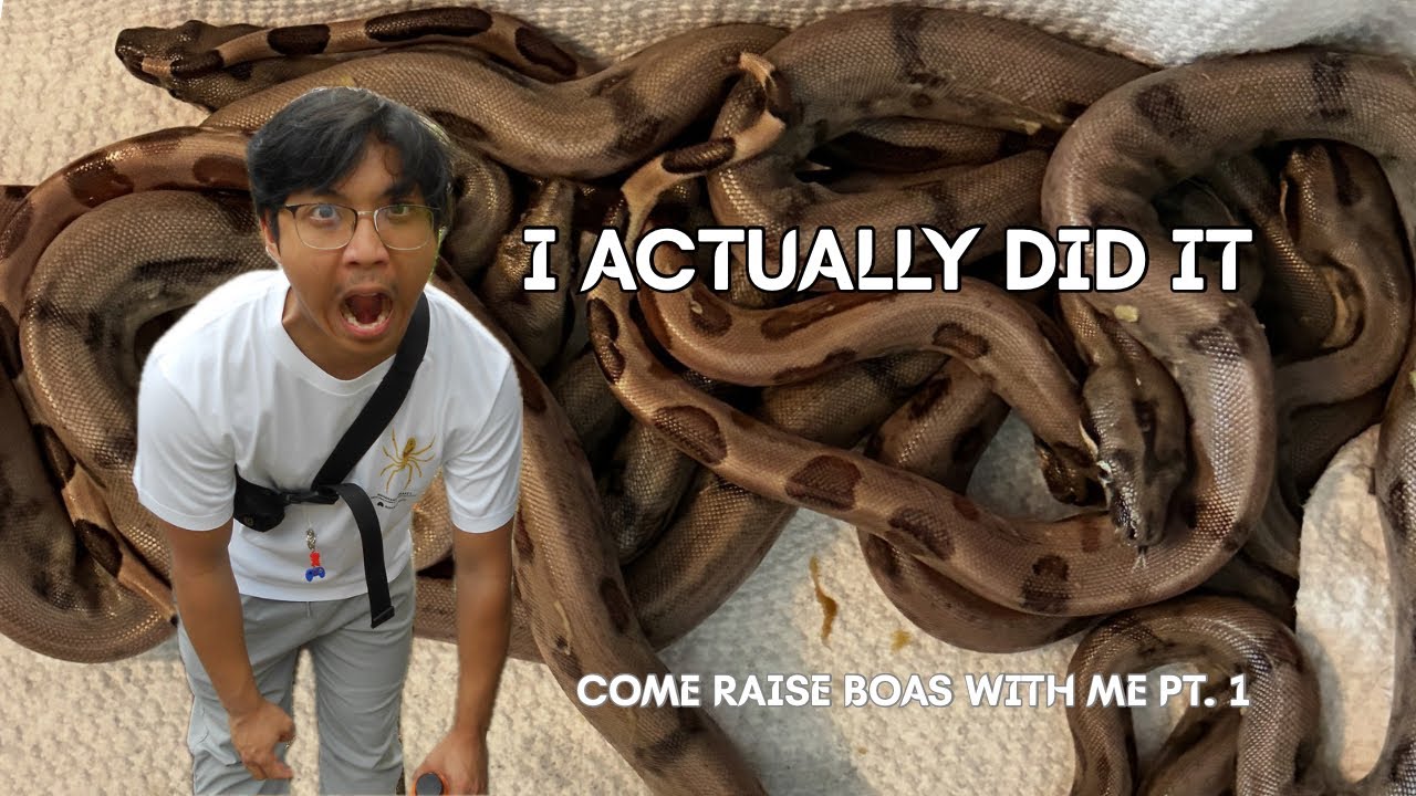 I BRED PEARL ISLAND BOAS | COME RAISE BOAS W/ME PT. 1 | HOW TO SEX BABY ...