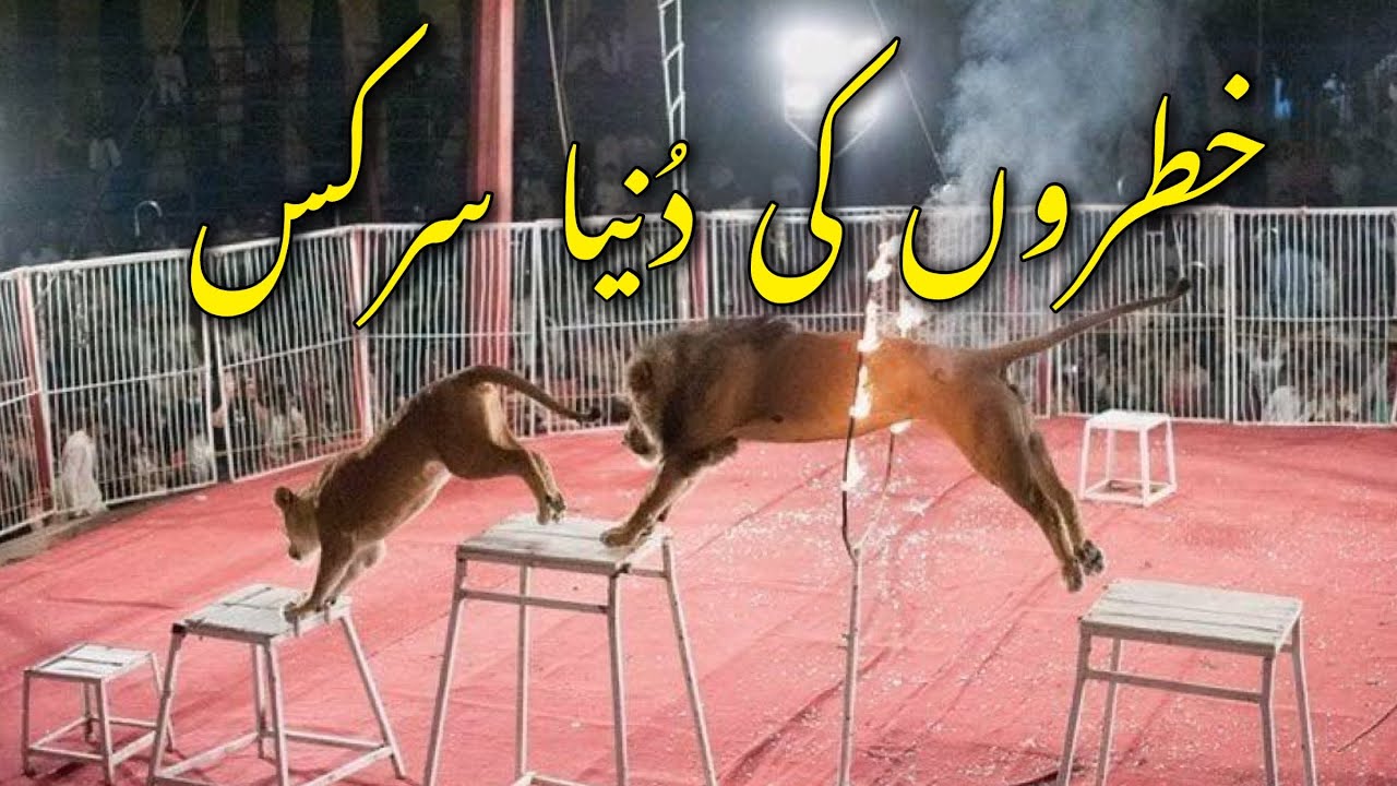 Lucky Irani Circus 🎪 Lahore II History of Circus 🎪 II لکی ایرانی سرکس - YouTube
