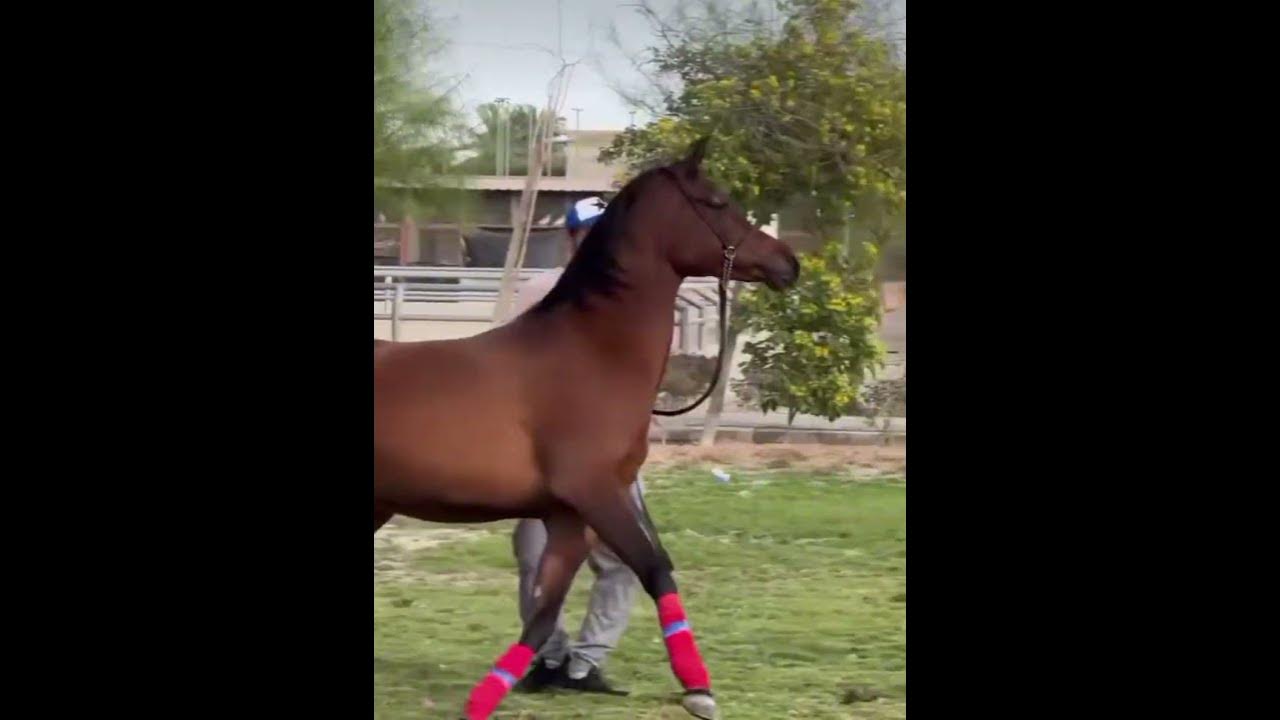 Arabian Horse Loving Mood:| Love To Have Arabian Horse:| # YouTube ...
