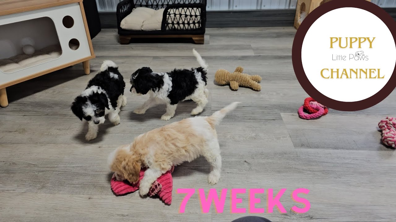 Nyxie,Nala and Nova Sweet Cavapoo puppies playing with toys. Available ...