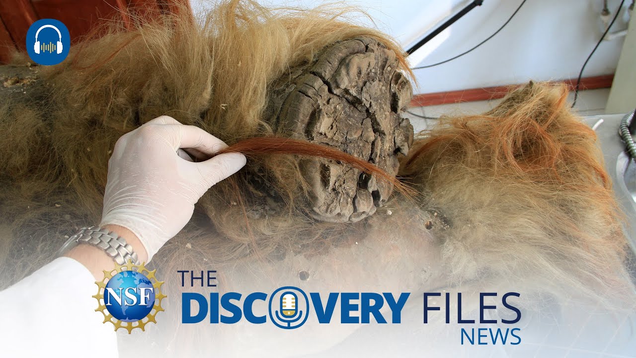 Preserved Woolly Mammoth Discovered #science #news #woollymammoth - YouTube