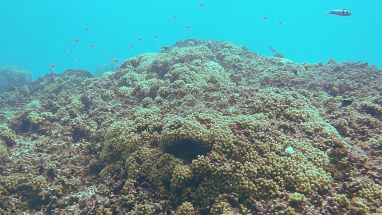 Microbes and the Environment - YouTube