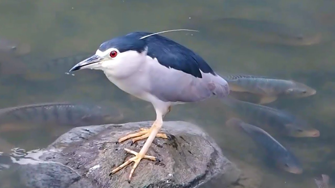 Birds with freshwater fish and turtles in a river - YouTube