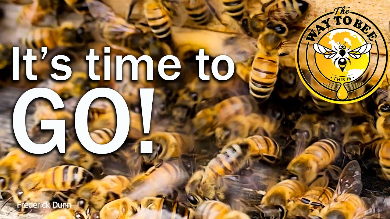 Honey Bee Swarm of Swarms, how many departing bees could there be? Too ...