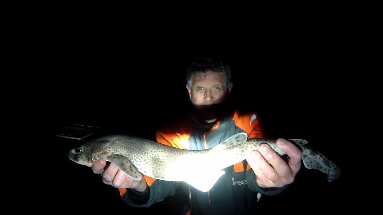 Catch, Clean, Skin, and Cook Dogfish - Rock and Chips - YouTube