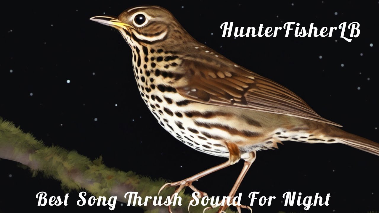 صوت السمن لصيد الليل-Night Sound Of Song Thrush (Canto Del Tordo ...