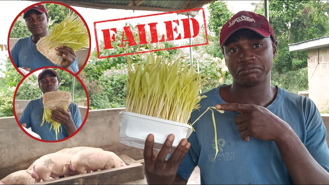 I tried maize hydroponics but FAILED! - YouTube