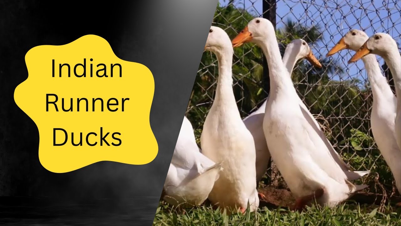 Indian Runner Ducks - Raising Runner Ducks on our poultry farm Thailand ...