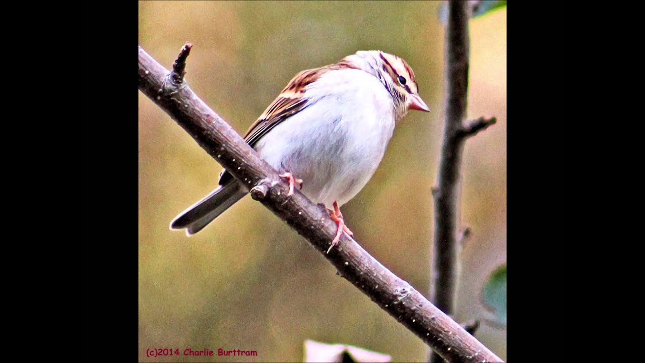 Bruce Springsteen - "County Fair" - YouTube Music