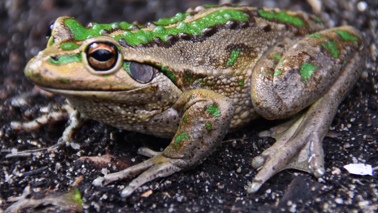 A frogs life - Motor Bike Frog in Perth - 4K - YouTube