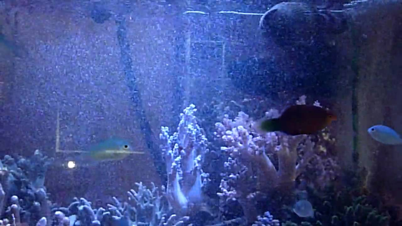 Hydor Pico evo.mag② - YouTube