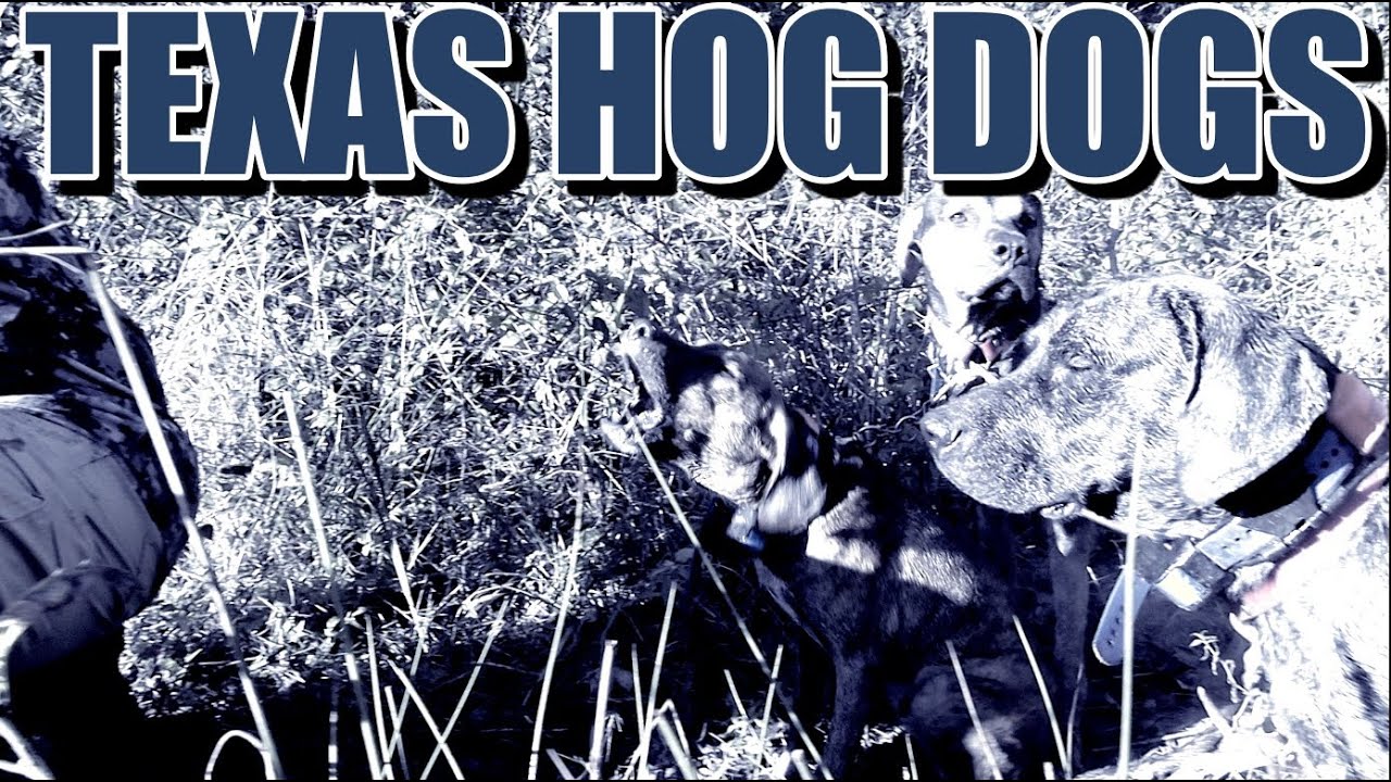 Michigan Hunter Takes Down Texas Boar With KNIFE! - YouTube