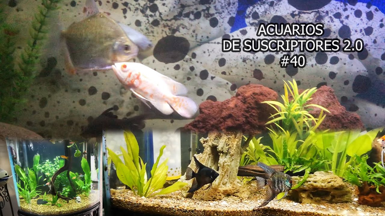 ACUARIOS DE SUSCRIPTORES 2.0 #40 | Tiburón Pangasio, Escalares, Pez ...