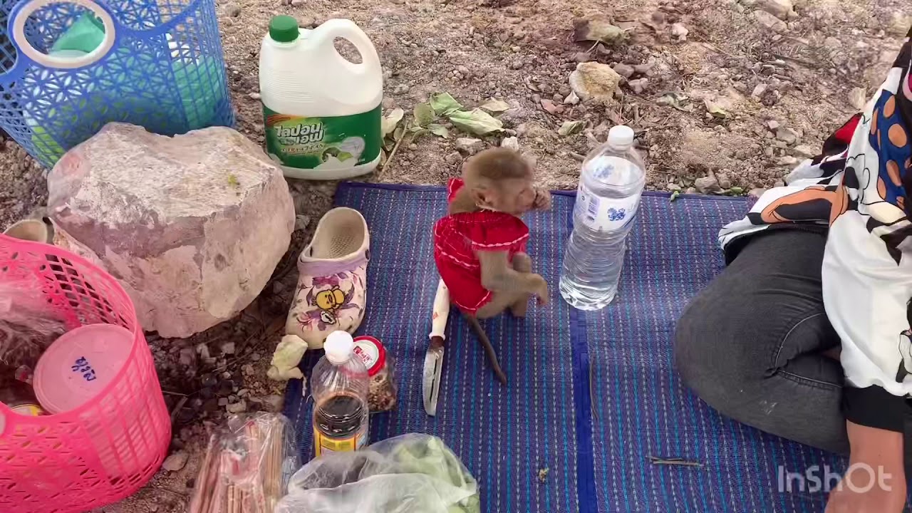 Baby monkey wawa# make som tam with family - YouTube