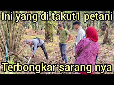 BESEMBUNYI DI BATANG KAYU DI TENGAH KEBUN SAWIT ULAR MENGER1K4N INI AKHIR NYA KELUAR WARGA K4GET