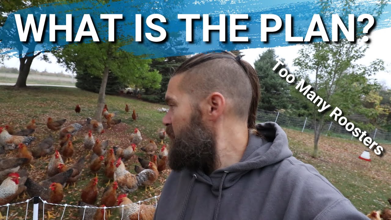 Update on Bielefelder Chickens | Big Red Broilers | Mobile Coop Build ...