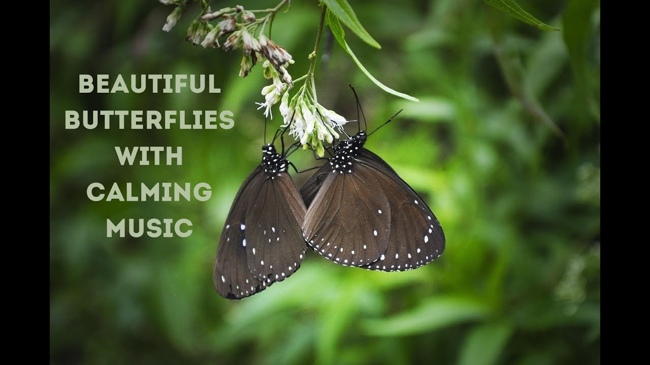 Beautiful butterflies with calming music | Relax - YouTube