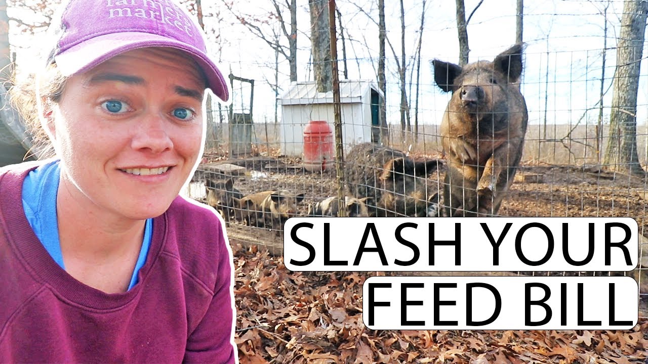 Practical Guide To Fermenting Pig Feed | Fermented Homestead - YouTube