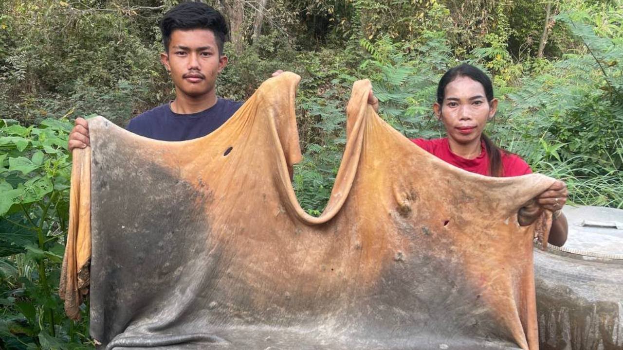 Unique Cooking Cow skin recipe | Yummy Cow Skin Pickle Recipe - YouTube