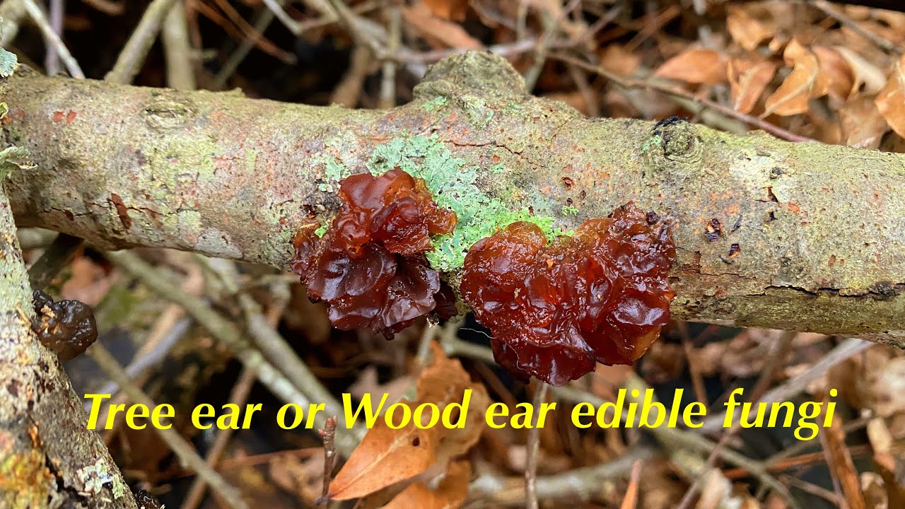 Wood ear or tree ear edible fungi - YouTube