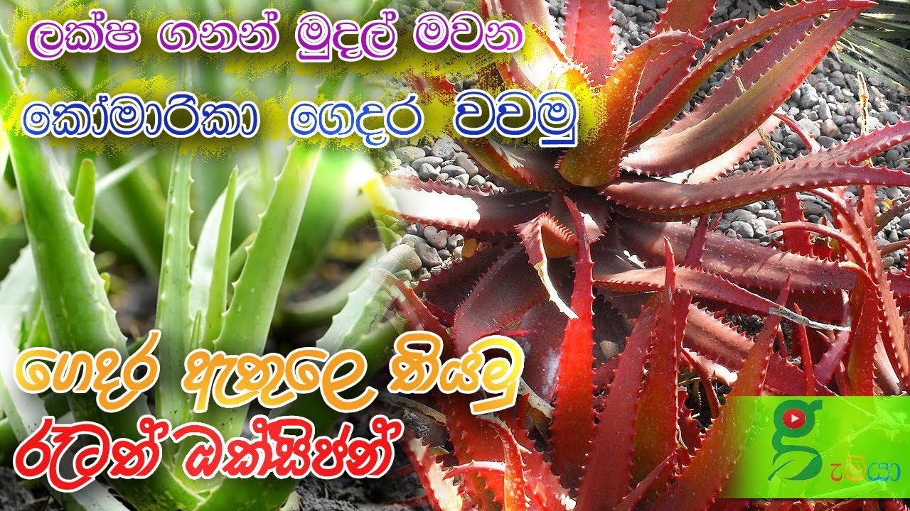 158 දවල්ටත් රෑටත් ඔබේ හුස්ම පිරිසිදු කරන ඔසුවක් වවමු - කෝමාරිකා how to ...